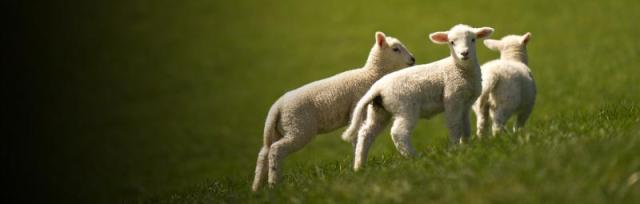 Managing triplet-bearing ewes to maximise lamb survival | Beef + Lamb New Zealand